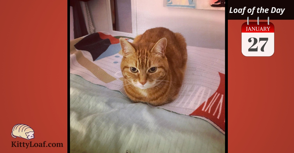 Loaf of the Day – 1/27/20 - Kitty Loaf