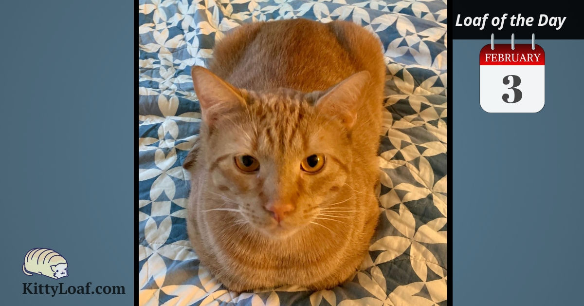 Loaf of the Day – 2/3/20 - Kitty Loaf
