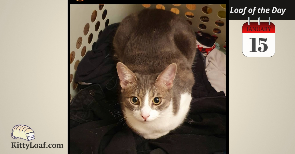 Loaf of the Day – 1/15/20 - Kitty Loaf