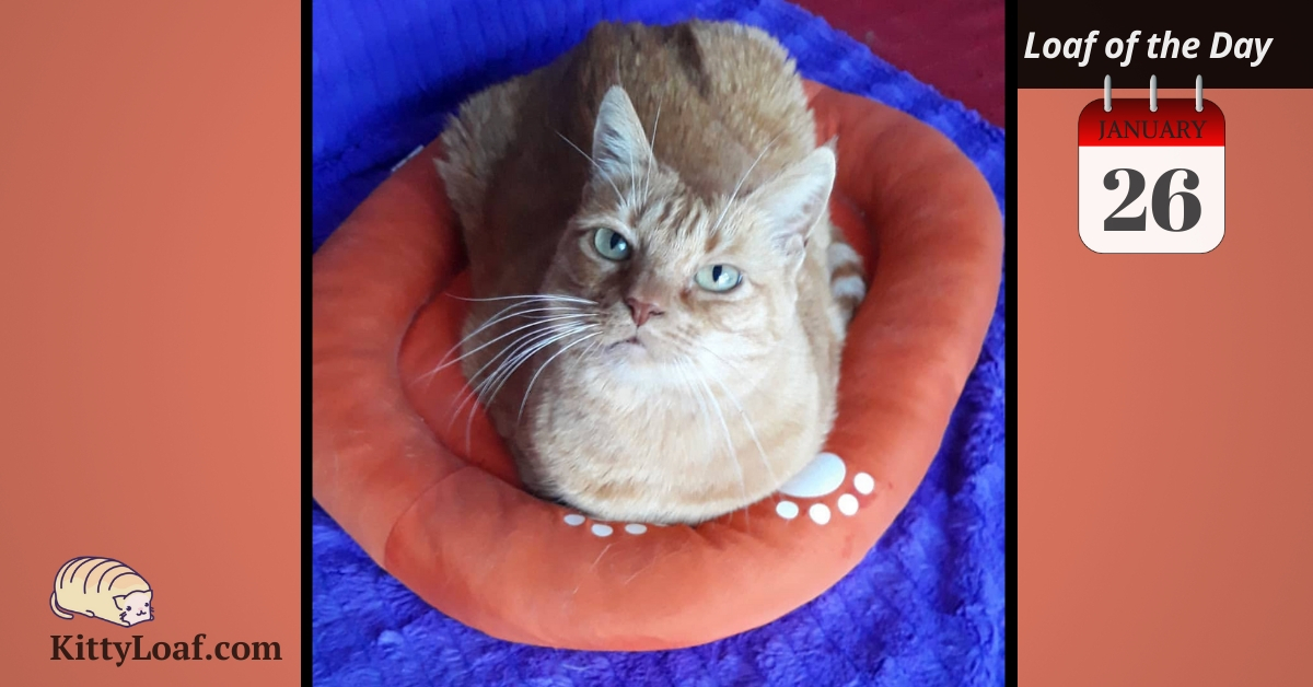 Loaf of the Day – 1/26/20 - Kitty Loaf