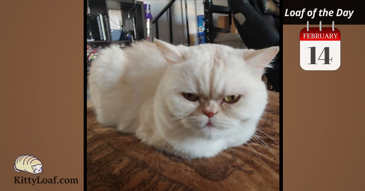 Loaf of the Day – 7/14/17 - Kitty Loaf