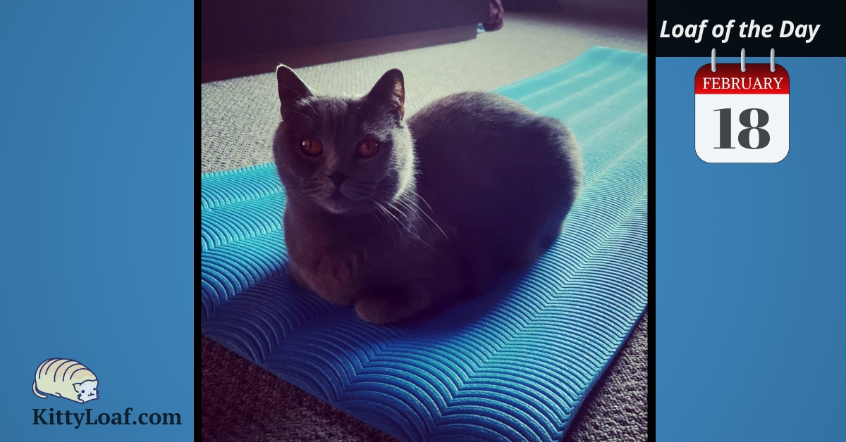 Loaf of the Day – 8/8/17 - Kitty Loaf