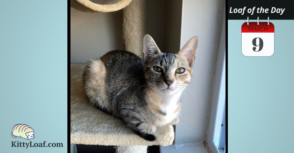 Loaf of the Day - 3/28/17 - Kitty Loaf