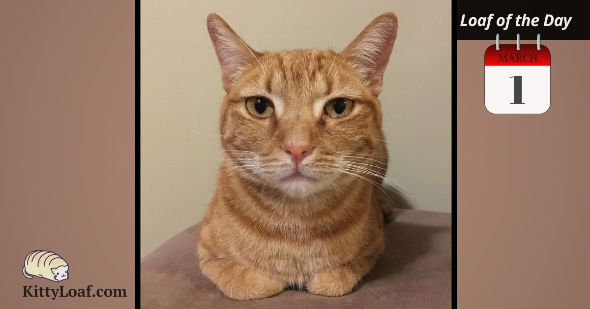 Loaf of the Day – 3/1/20 - Kitty Loaf