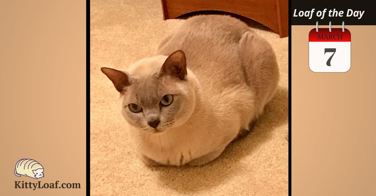 Loaf of the Day – 3/7/20 - Kitty Loaf