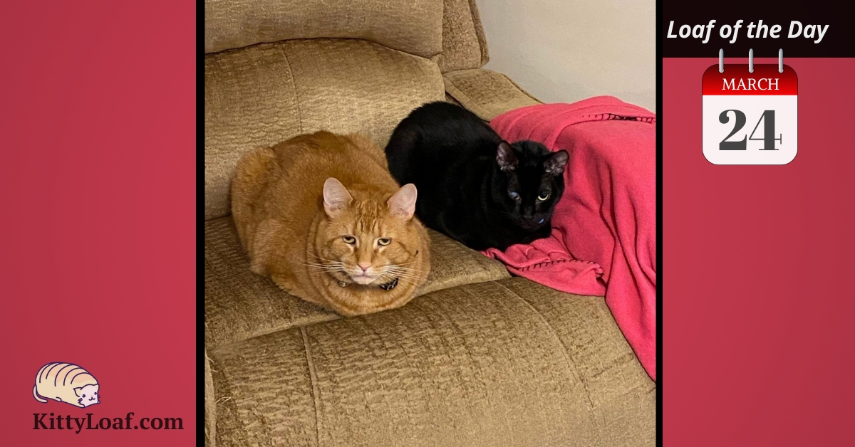 Loaf of the Day – 3/24/20 - Kitty Loaf