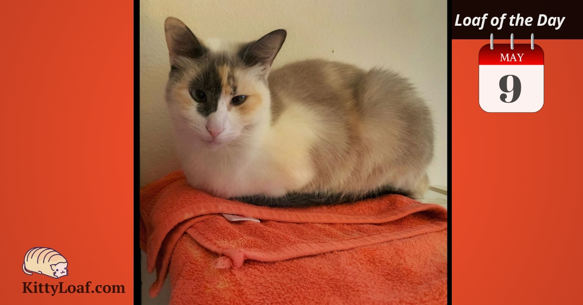 Loaf of the Day – 5/9/20 - Kitty Loaf