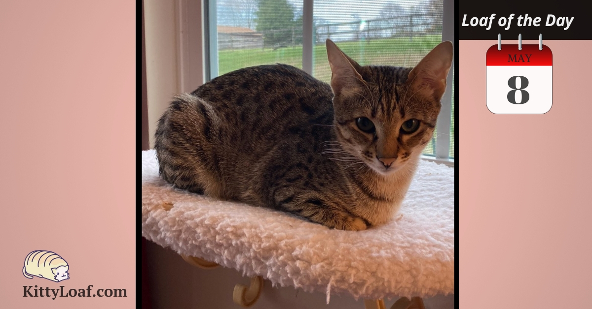 Loaf of the Day – 5/8/20 - Kitty Loaf