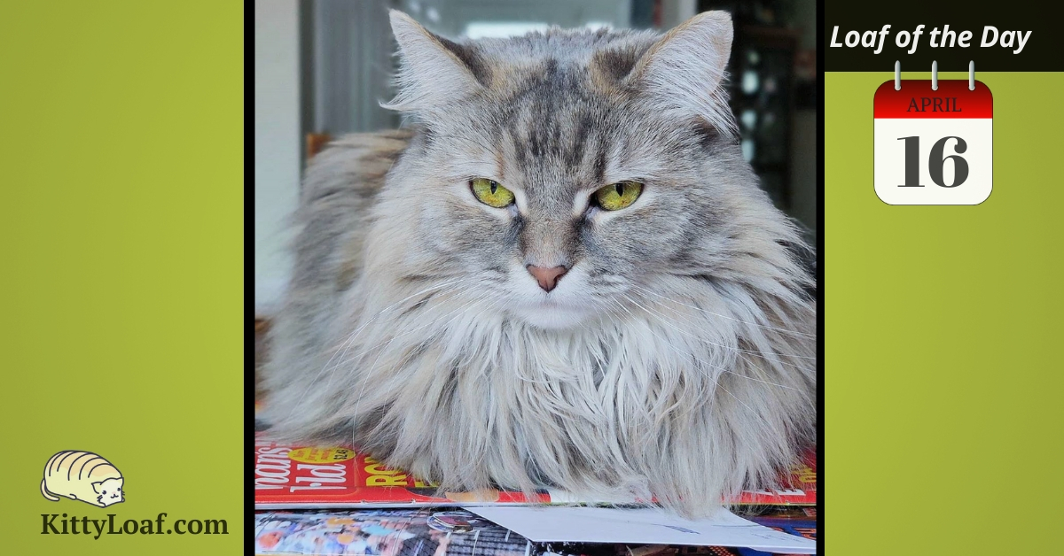 Loaf of the Day – 4/16/20 - Kitty Loaf