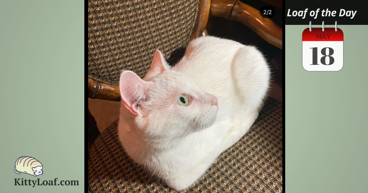 Loaf of the Day – 5/18/20 - Kitty Loaf