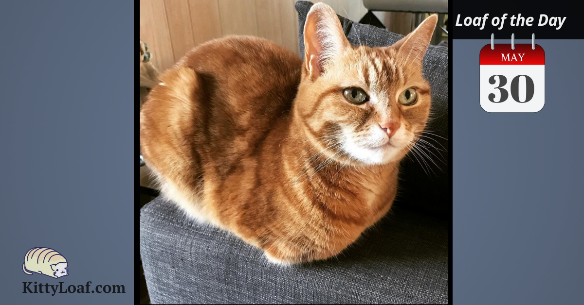 Loaf of the Day – 5/30/20 - Kitty Loaf