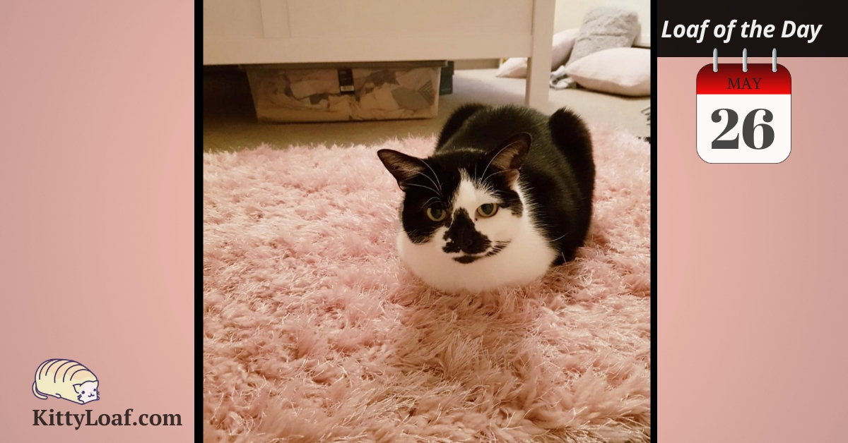 Loaf of the Day – 5/26/20 - Kitty Loaf