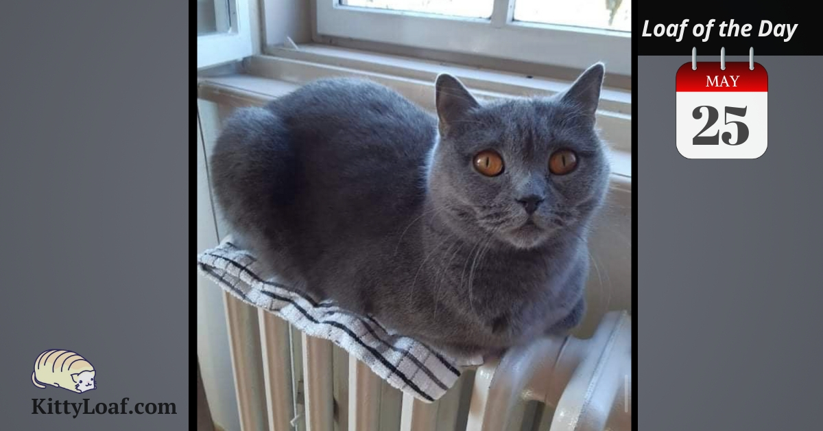 Loaf of the Day – 5/25/20 - Kitty Loaf