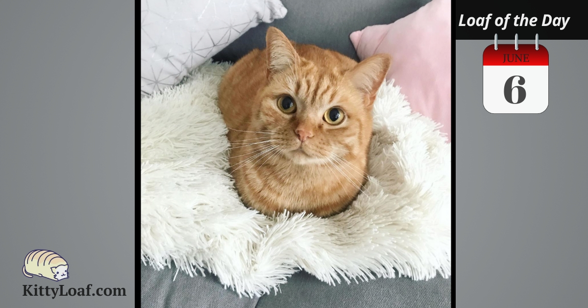 Loaf of the Day – 5/29/21 - Kitty Loaf
