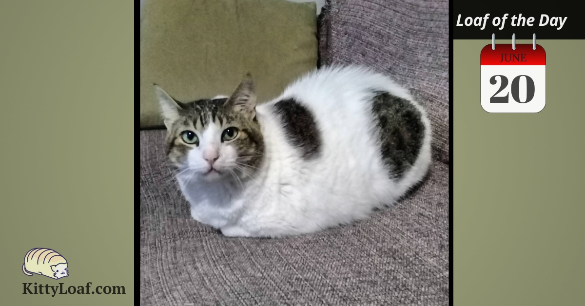 Loaf of the Day – 6/20/20 - Kitty Loaf