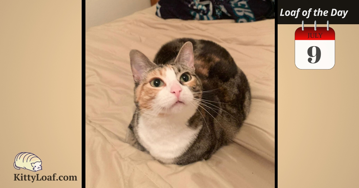 Loaf of the Day – 2/13/18 - Kitty Loaf