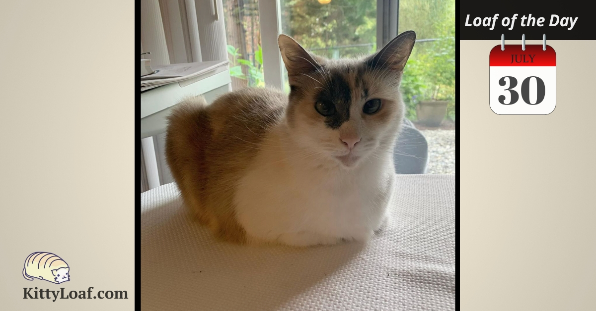 Loaf of the Day – 1/4/20 - Kitty Loaf