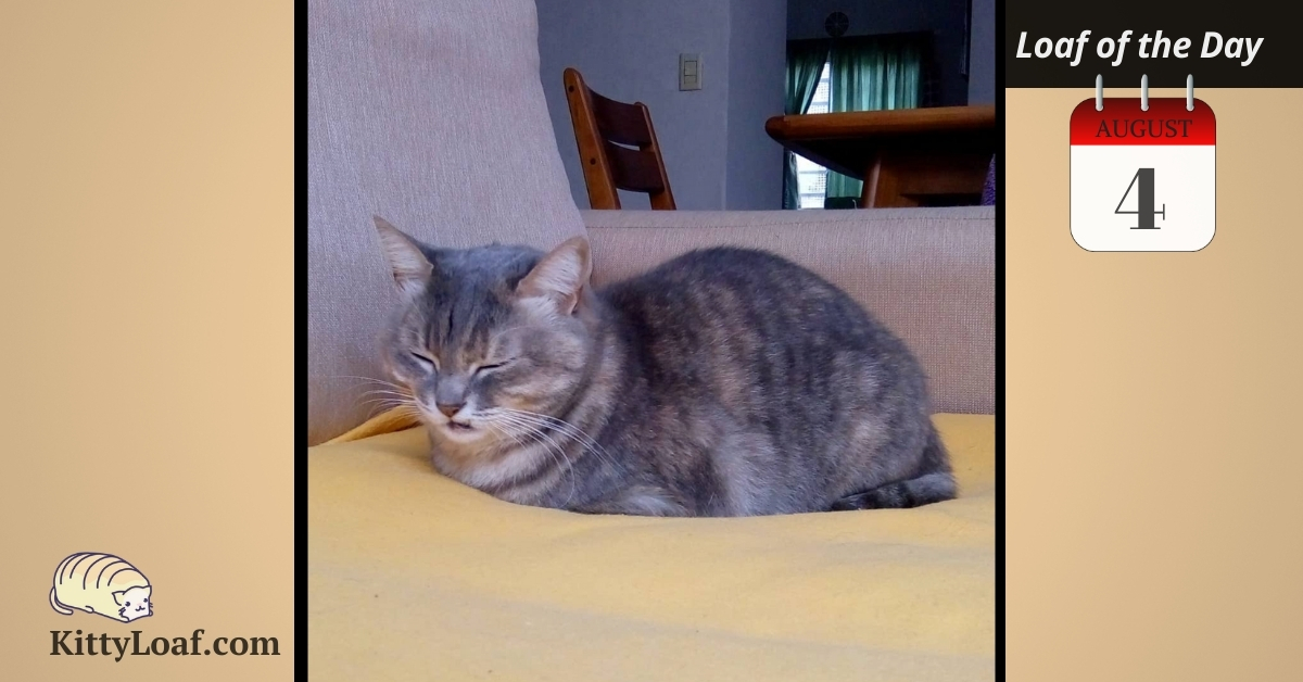 Loaf of the Day – 8/4/20 - Kitty Loaf