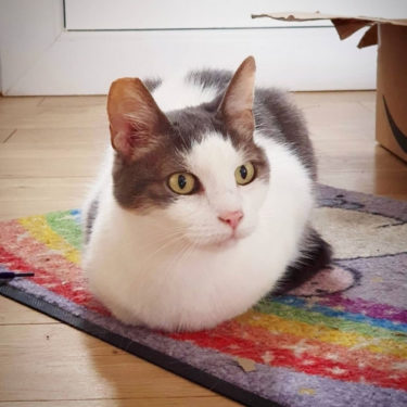 What is a Cat Loaf? | Kitty Loaf