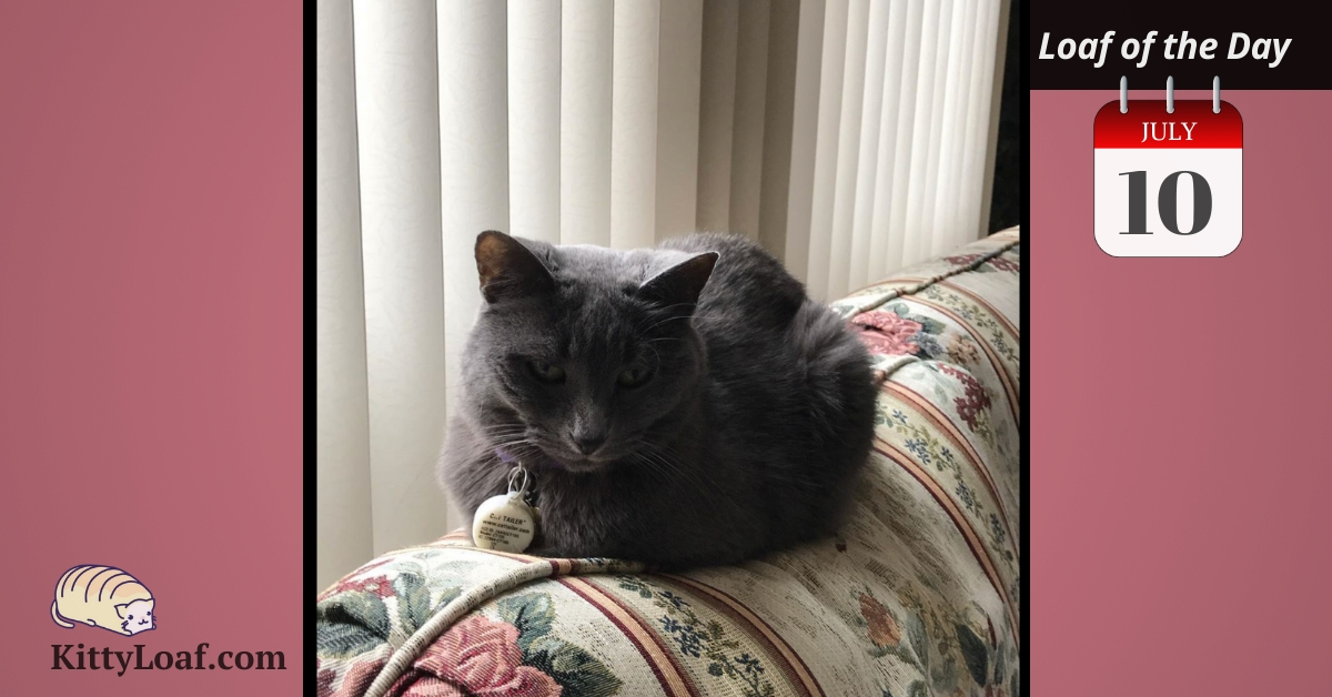 Loaf of the Day – 4/26/18 - Kitty Loaf
