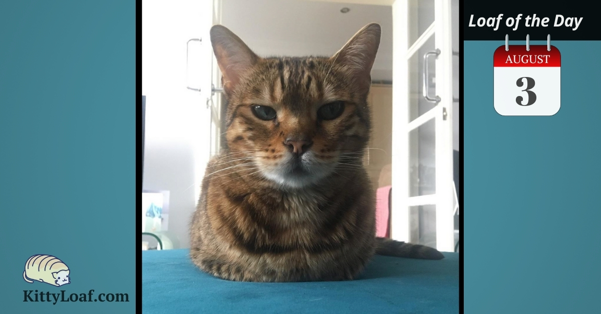 Loaf of the Day – 8/3/20 - Kitty Loaf