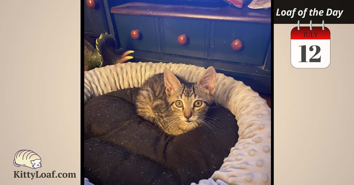 Loaf of the Day – 7/12/20 - Kitty Loaf