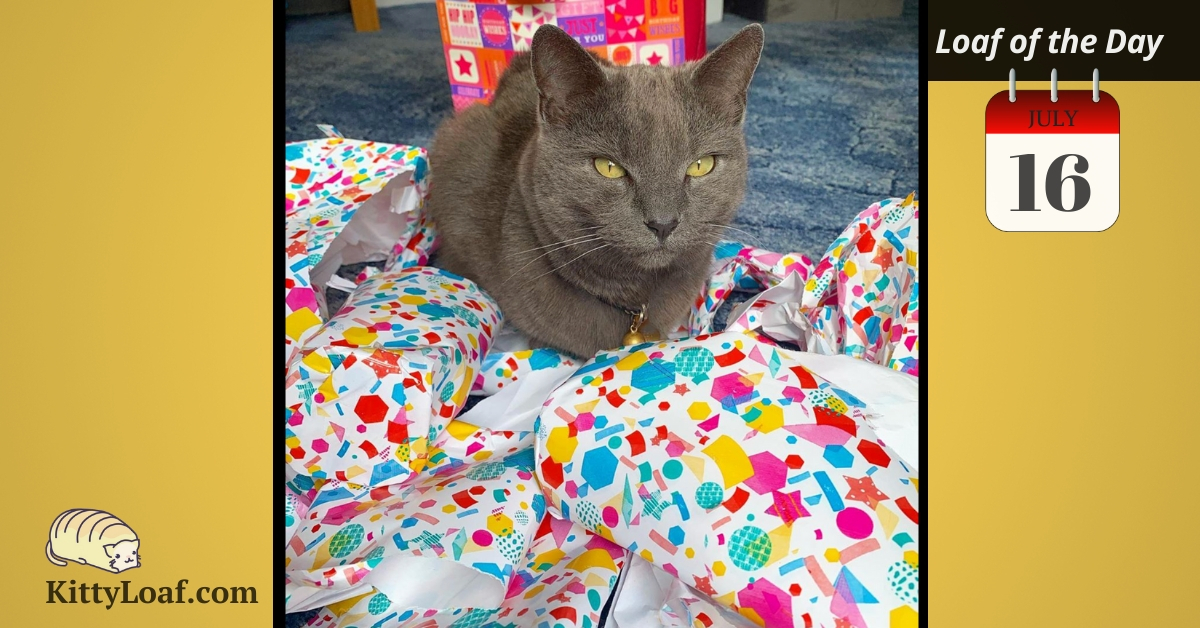 Loaf of the Day – 7/16/20 - Kitty Loaf