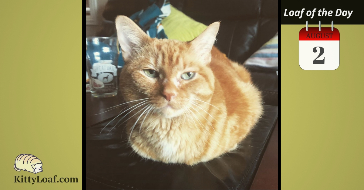 Loaf of the Day – 8/2/20 - Kitty Loaf