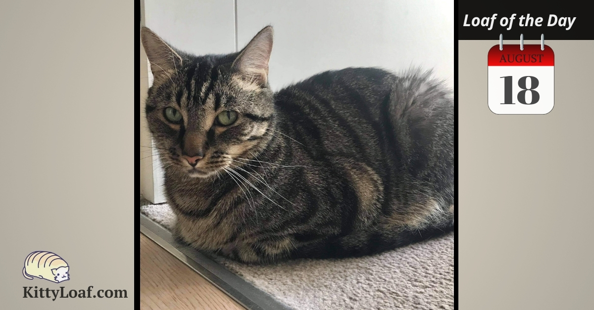 Loaf of the Day – 2/28/18 - Kitty Loaf