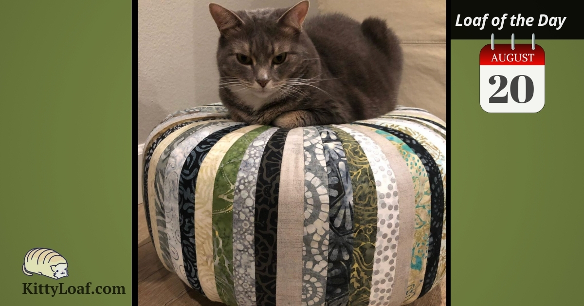 Loaf of the Day – 8/20/20 - Kitty Loaf