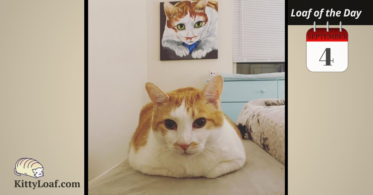 Loaf of the Day – 9/4/20 - Kitty Loaf