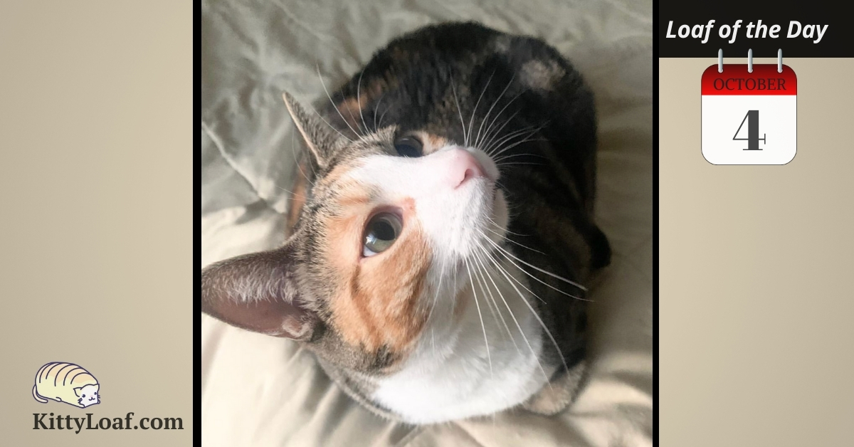 Loaf of the Day – 10/4/20 - Kitty Loaf