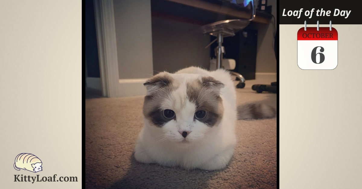 Loaf of the Day – 10/6/20 - Kitty Loaf