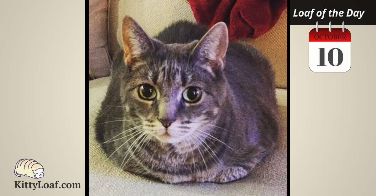 Loaf of the Day – 10/10/20 - Kitty Loaf