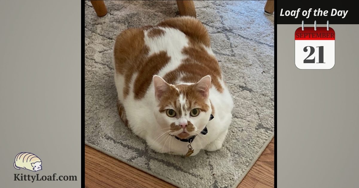 Loaf of the Day – 8/8/17 - Kitty Loaf