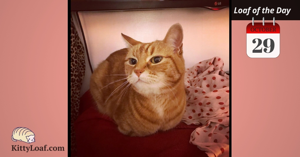 Loaf of the Day – 10/29/20 - Kitty Loaf