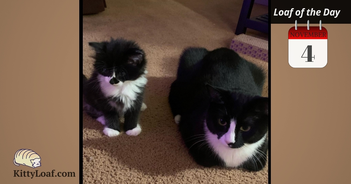 Loaf of the Day – 1/4/20 - Kitty Loaf