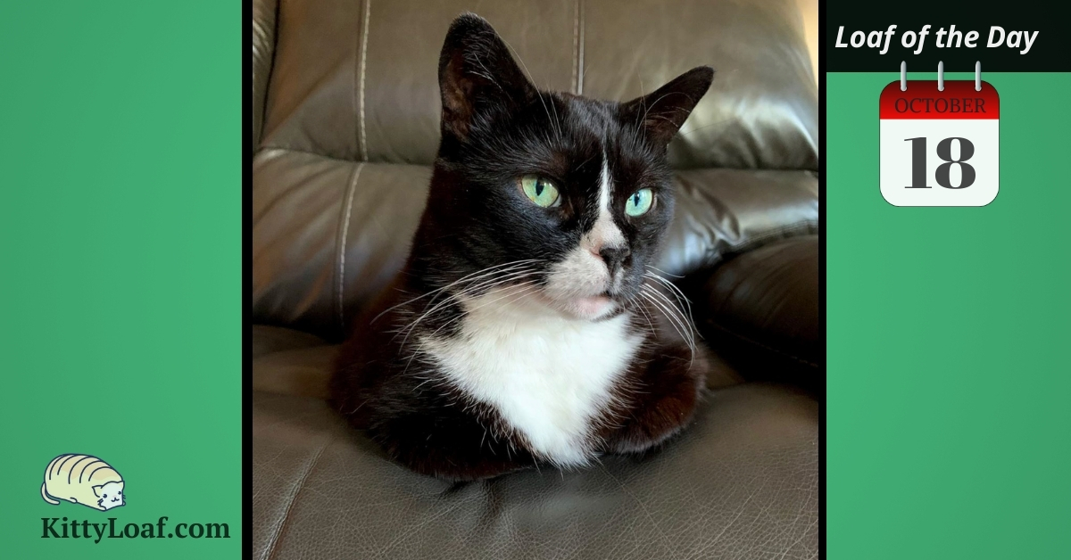 Loaf of the Day – 1/4/20 - Kitty Loaf