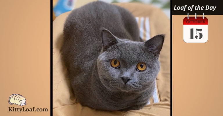 Loaf of the Day – 4/12/18 - Kitty Loaf