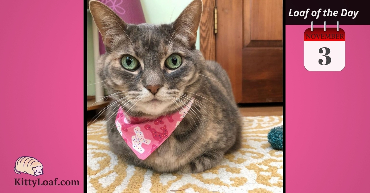 Loaf of the Day – 11/3/20 - Kitty Loaf