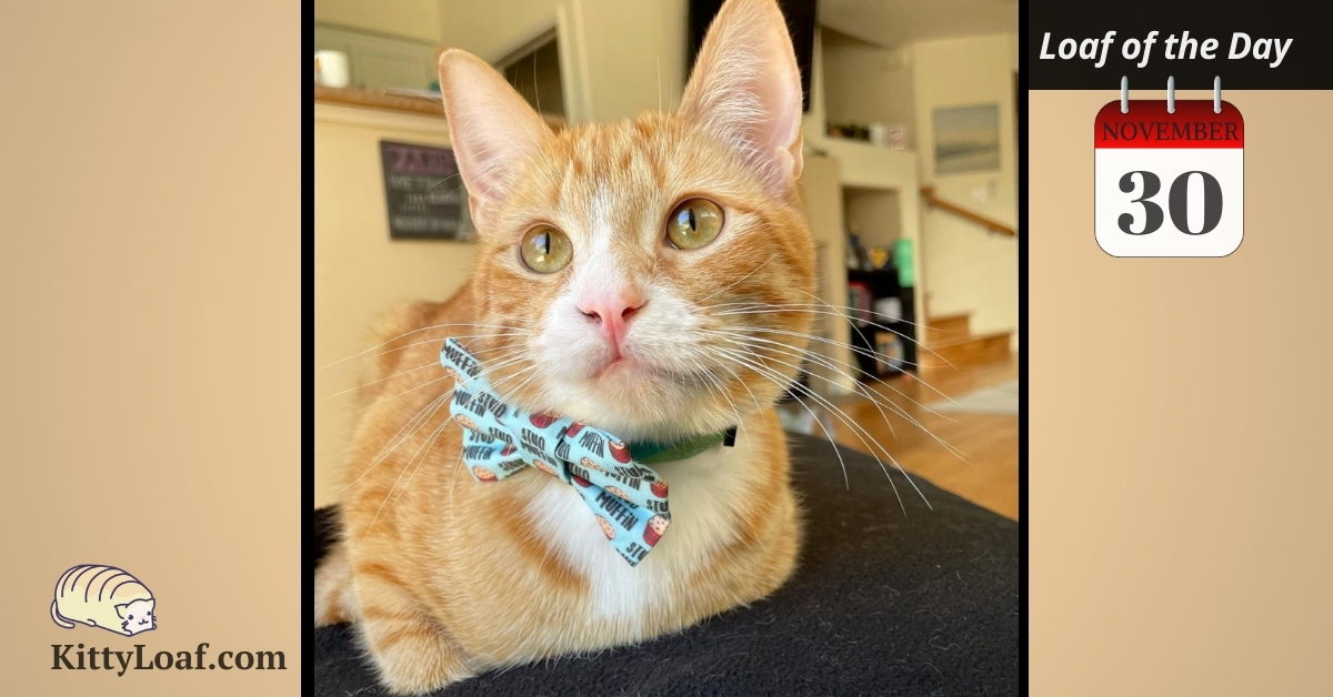 Loaf of the Day – 11/30/20 - Kitty Loaf