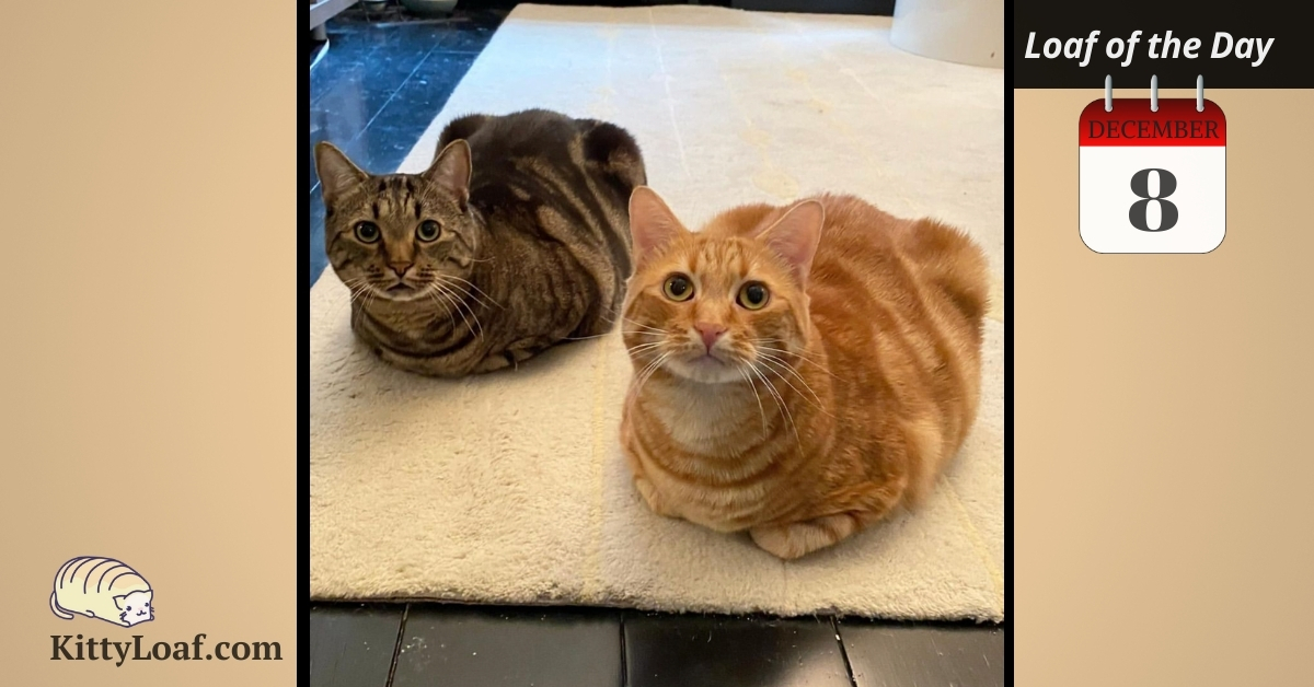 Loaf of the Day – 4/9/18 - Kitty Loaf