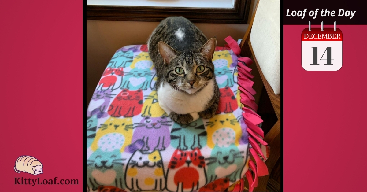 Loaf of the Day – 12/14/20 - Kitty Loaf