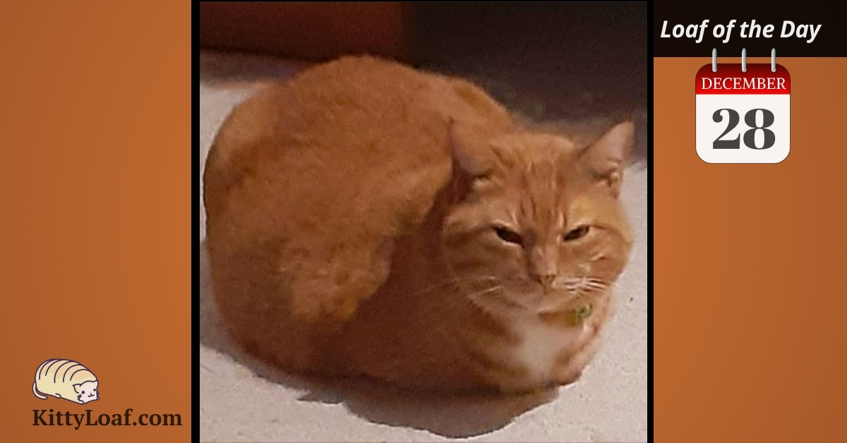 Loaf of the Day – 10/26/17 - Kitty Loaf