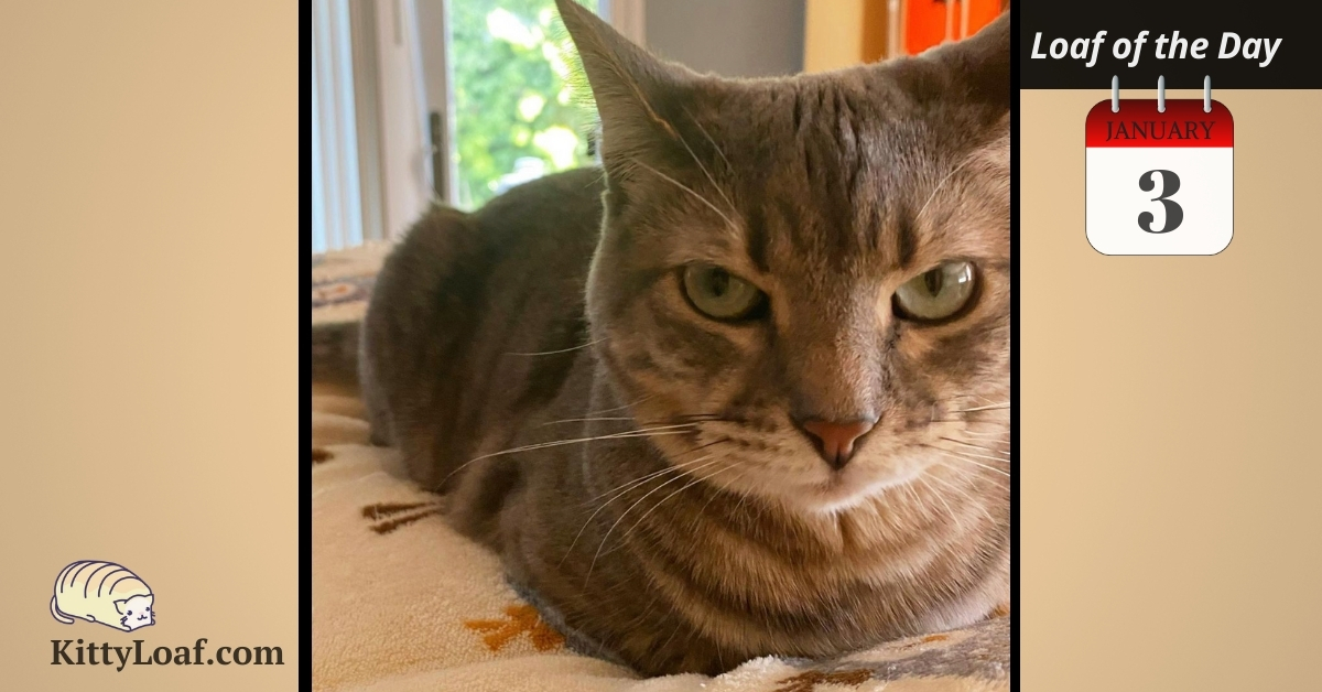 Loaf of the Day – 1/3/21 - Kitty Loaf