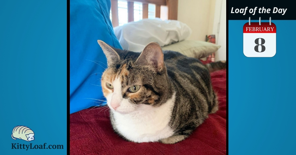 Loaf of the Day – 3/22/18 - Kitty Loaf