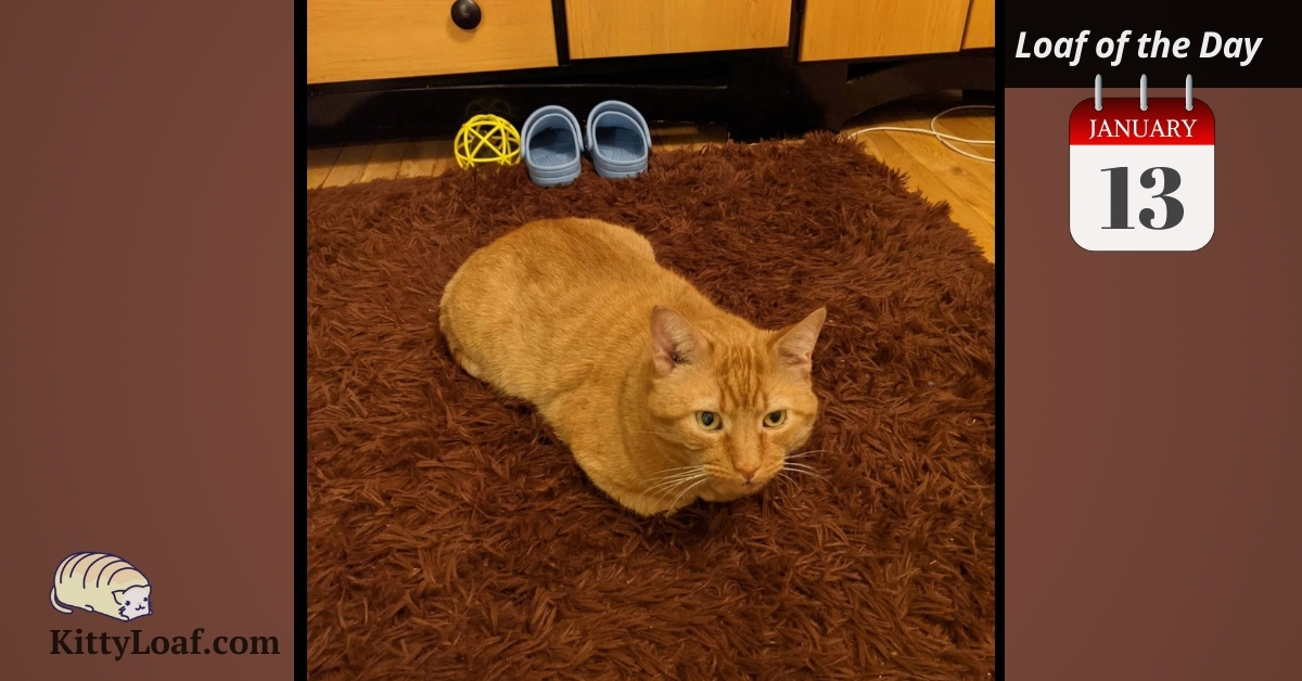 Loaf of the Day – 9/12/22 - Kitty Loaf