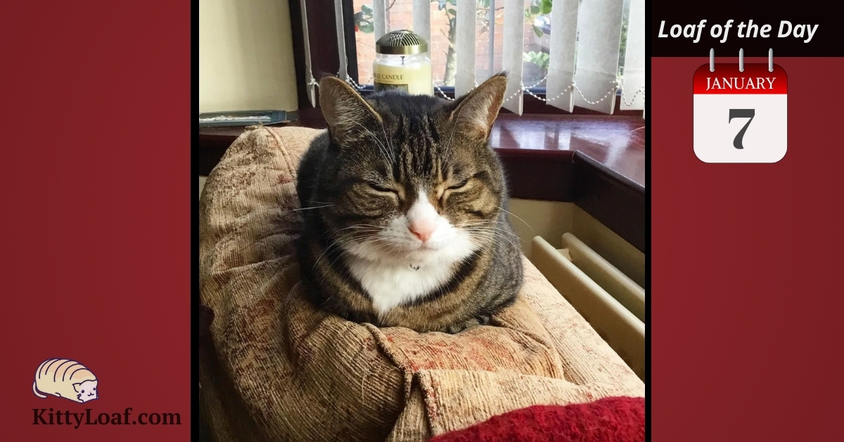 Loaf of the Day – 1/7/21 - Kitty Loaf