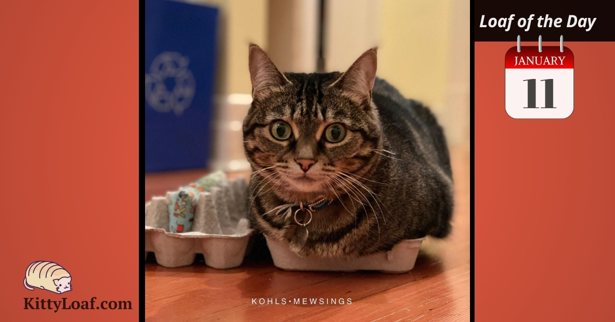 Loaf of the Day – 4/21/19 - Kitty Loaf
