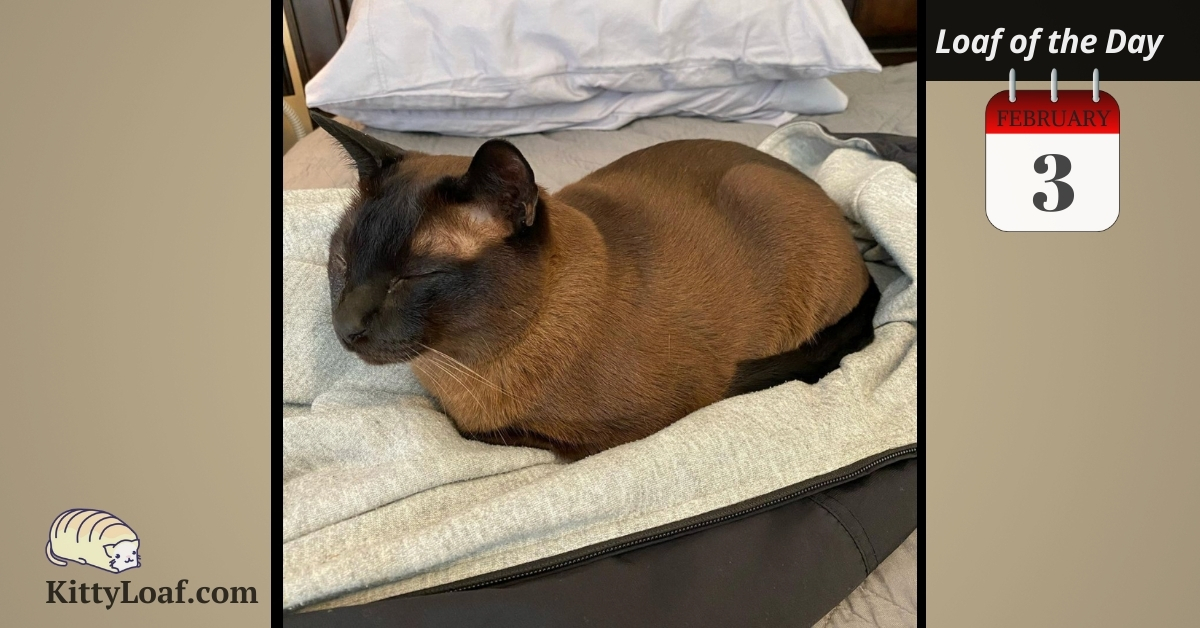 Loaf of the Day – 4/15/18 - Kitty Loaf